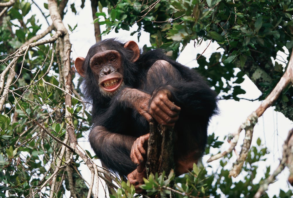 Chimps Able to Apprehend Another Chimp's Mind-Set | Scientific American