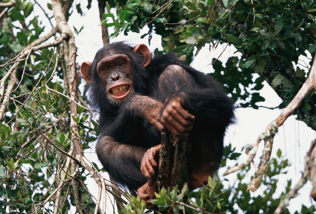 Chimps Able to Apprehend Another Chimp's Mind-Set | Scientific American