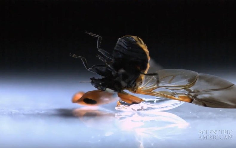 Wing Windows Reveal Insect Origami - Scientific American