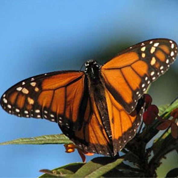 Climate Change, Herbicide May Doom Monarch Butterfly Migration ...