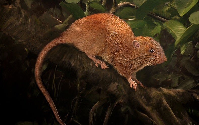 Giant Tree-Dwelling, Coconut-Eating Rat Species Discovered - Scientific ...