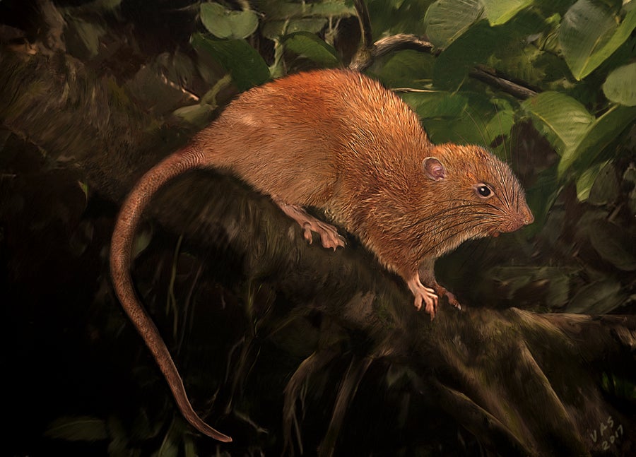 Giant Tree-Dwelling, Coconut-Eating Rat Species Discovered | Scientific ...