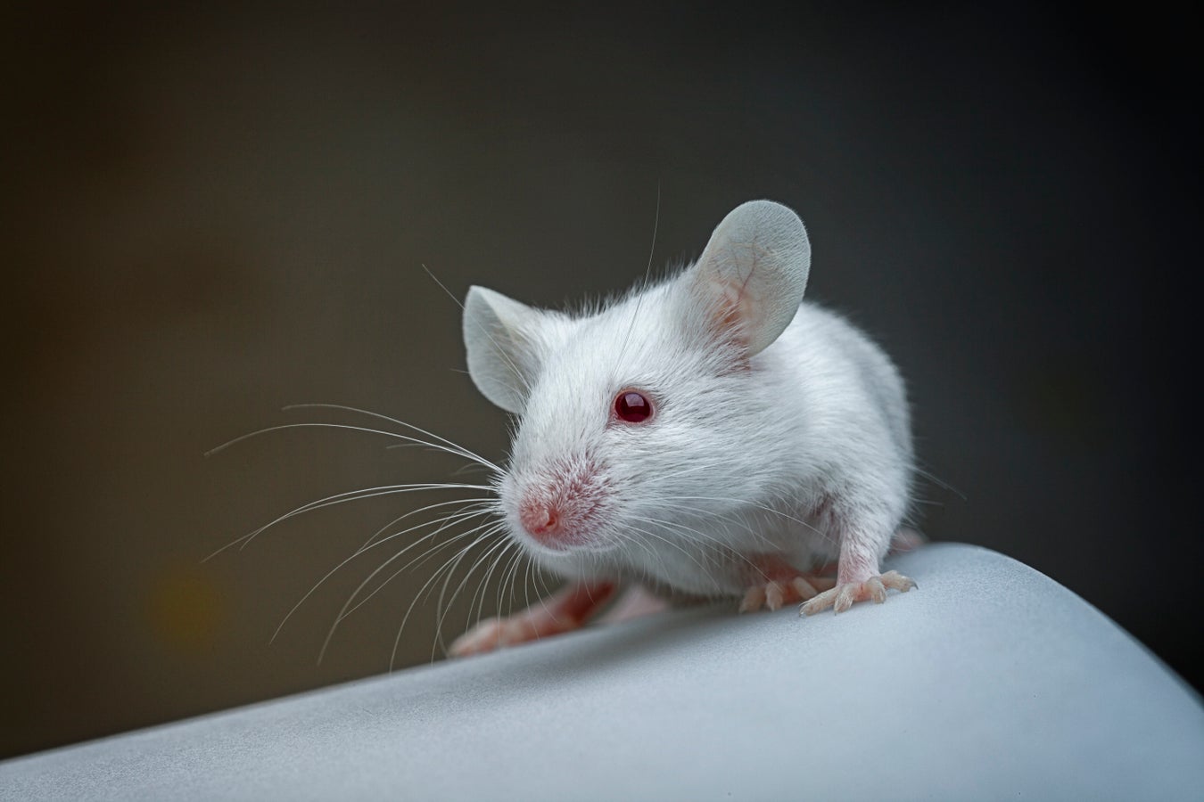 First Atlas of Every Mouse Brain Cell Could Improve Neuro Disease ...