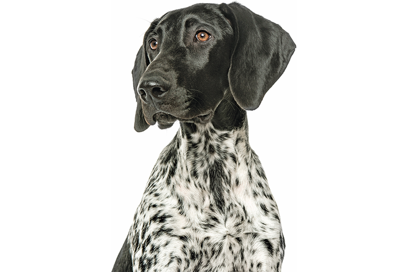 A Dog Expert Talks about the Canine Mind | Scientific American