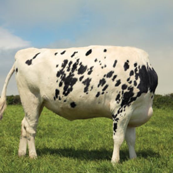 Carnivores Make Low Estimates of Animal Minds - Scientific American