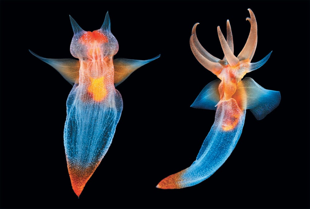 Fantastic Sea Creatures Photographed Up Close and Personal | Scientific ...