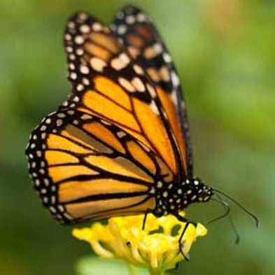 Climate Change May Disrupt Monarch Butterfly Migration - Scientific ...