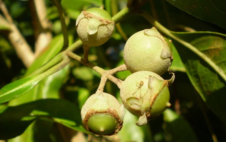 Australian Plant Species Face 'Imminent Extinction' from Invasive ...