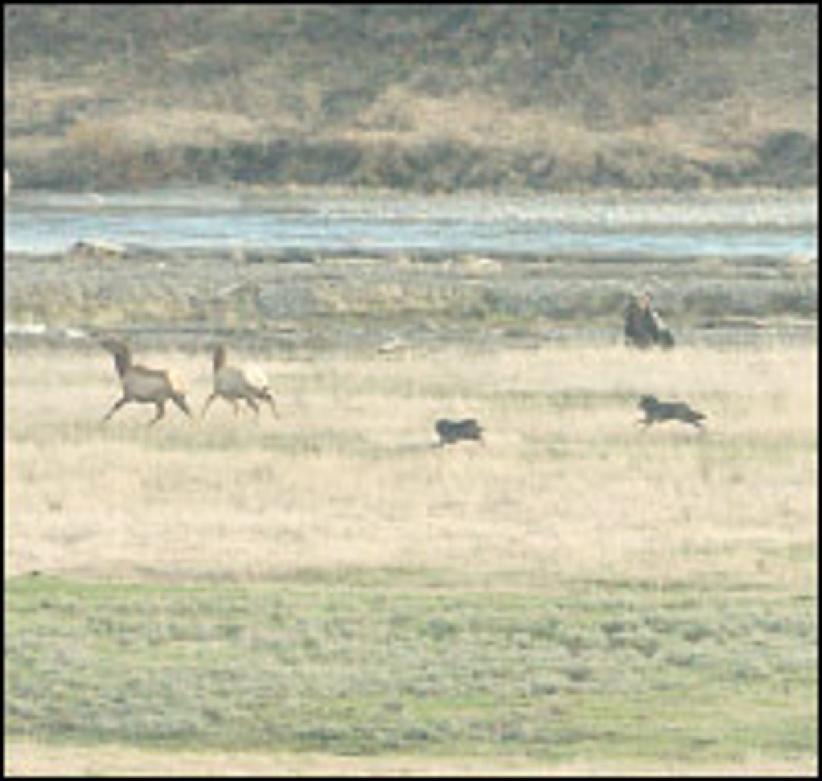 Lessons from the Wolf | Scientific American