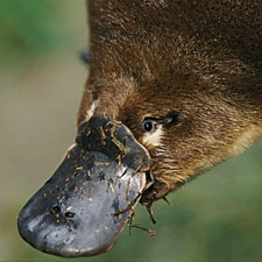 Extreme Monotremes: Why Do Egg-Laying Mammals Still Exist? | Scientific ...