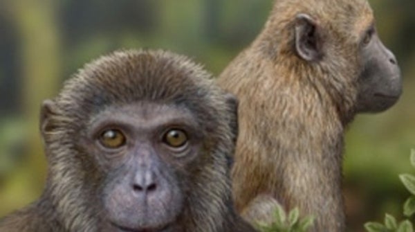 Fossils Indicate Common Ancestor for Old World Monkeys and Apes ...
