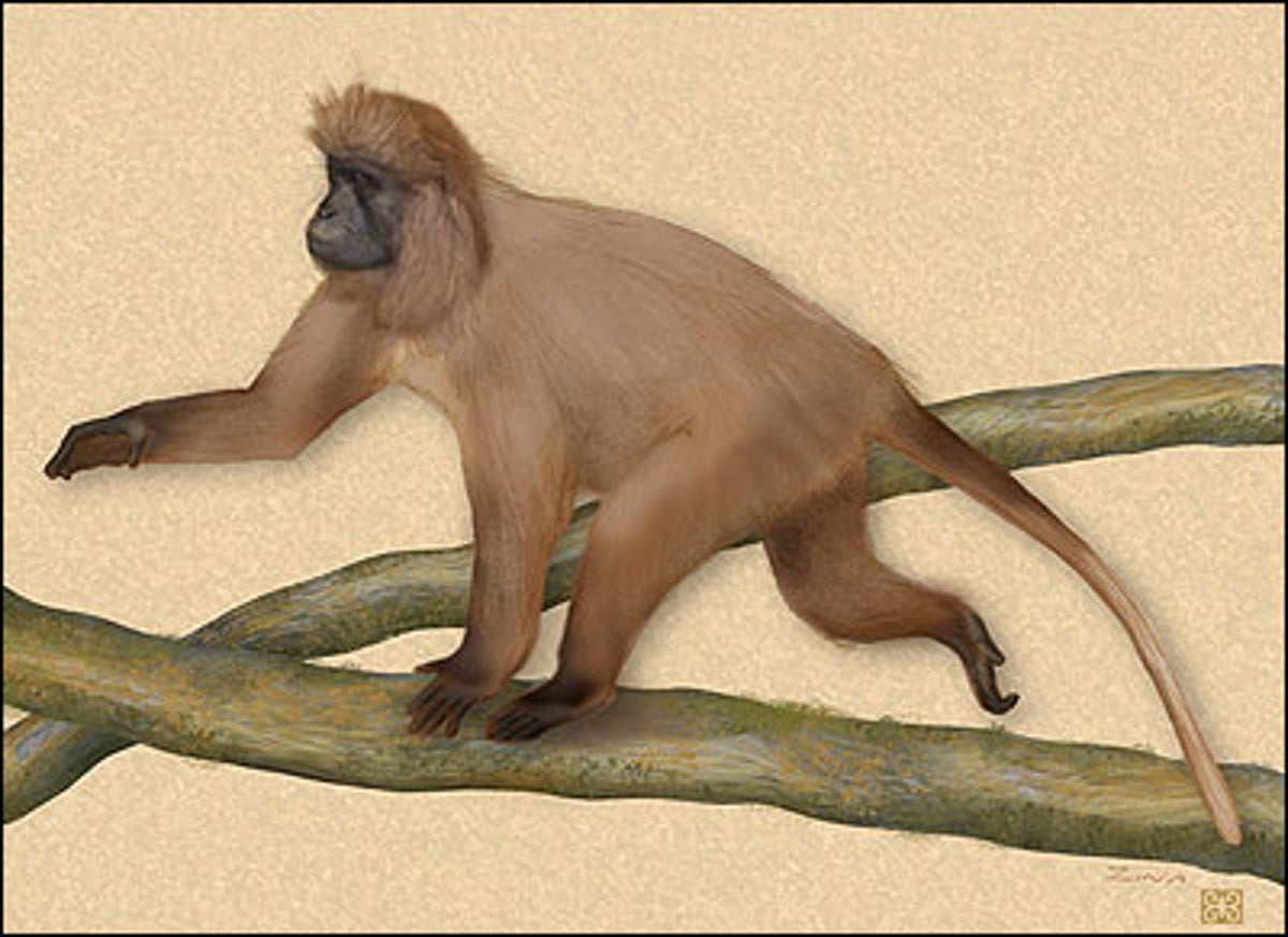 New Primate Species | Scientific American