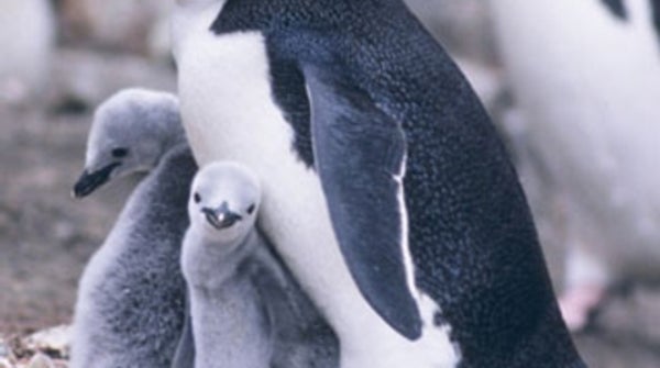 Do Gay Animals Change Evolution? - Scientific American