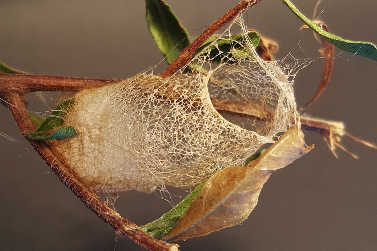 Itsy-Bitsy 3-D Spider Web Is as Strong as Human-Made Materials ...