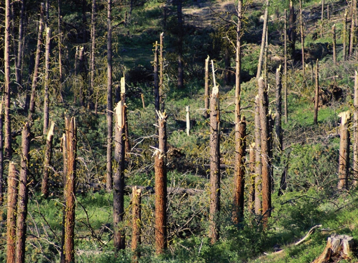 Do All Trees Snap at About 94 Mph? | Scientific American