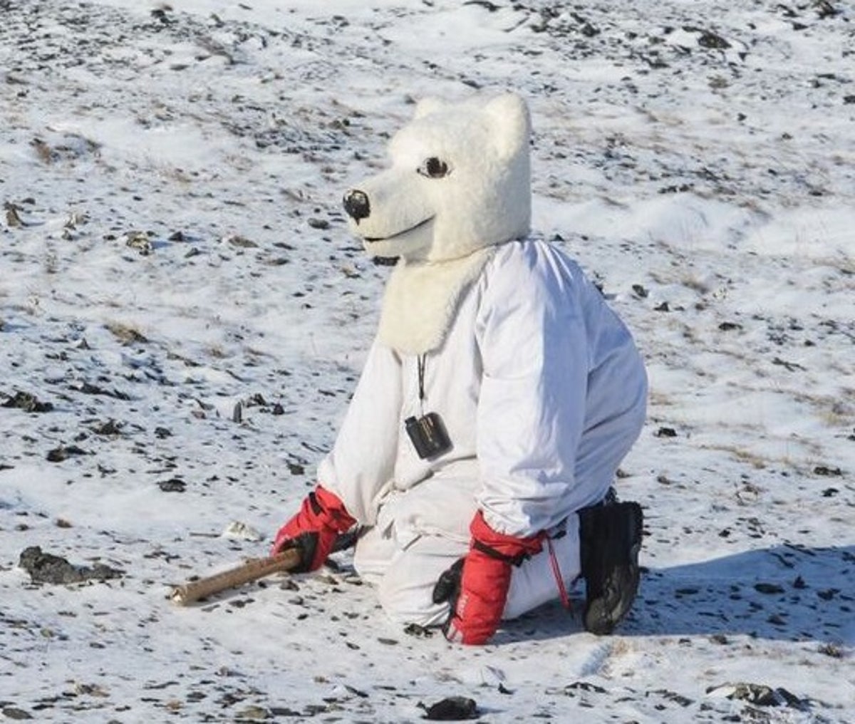 Arctic Researcher Bears Up for Science | Scientific American
