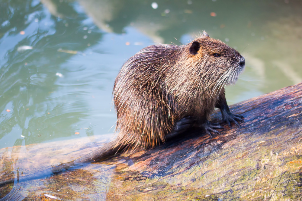 A Breakdown of Beavers | Scientific American