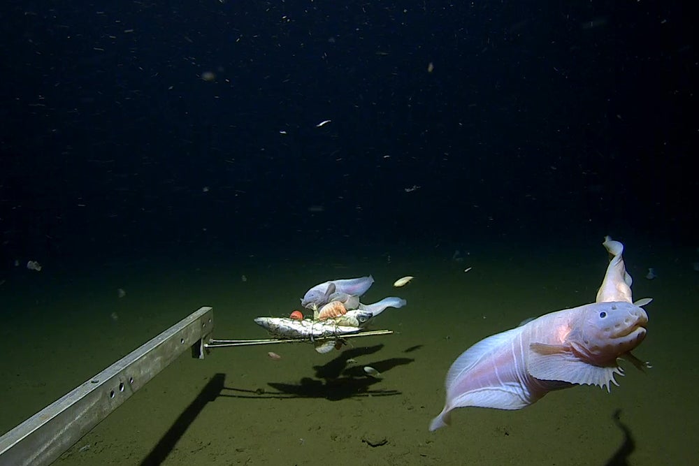 Deepest Fish Discovered More Than Five Miles below the Sea Surface ...