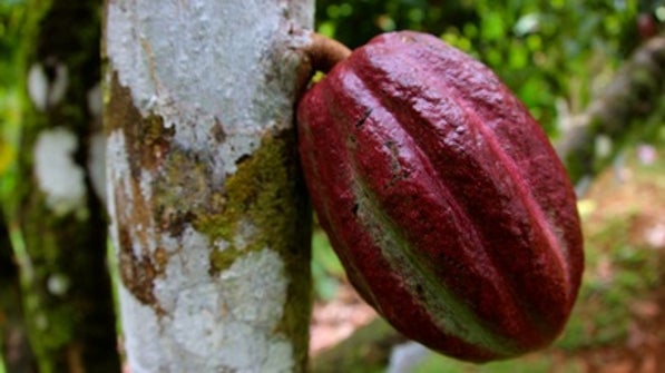 Can Gene Editing Save the World's Chocolate? - Scientific American