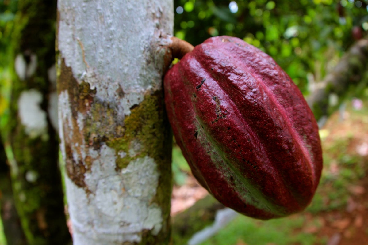 Can Gene Editing Save the World's Chocolate? | Scientific American