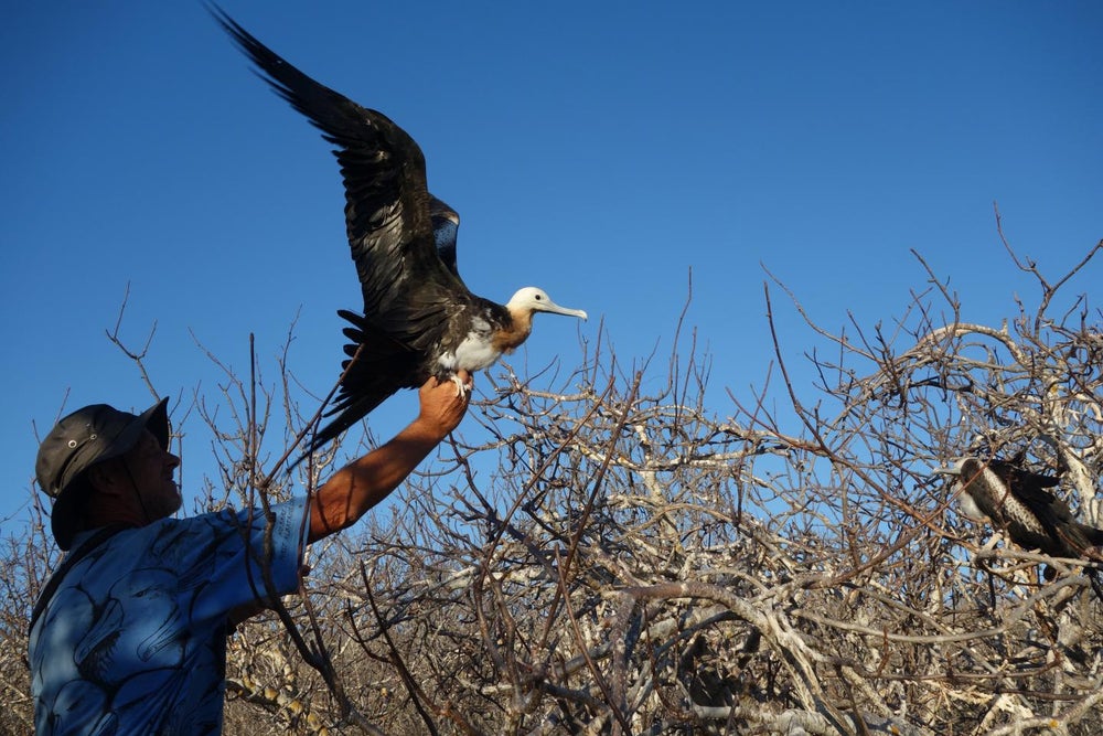 Frigate Bird Flights Last Months | Scientific American