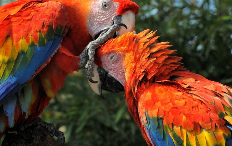Bird Brains Have as Many Neurons as Some Primates - Scientific American Bird Brains Have as Many Neurons as Some Primates - Scientific American