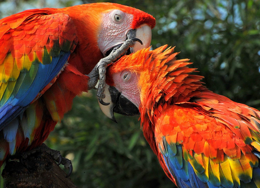 Bird Brains Have as Many Neurons as Some Primates | Scientific American