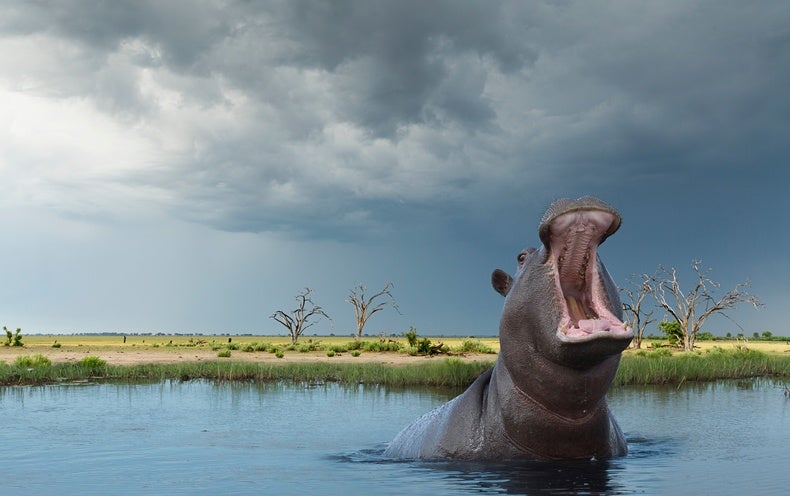 Teeth Tell Tale of Hippo's Quick Spread Across Africa - Scientific American