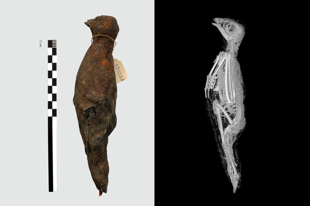 Unprecedented 3-D view inside Animal Mummies | Scientific American