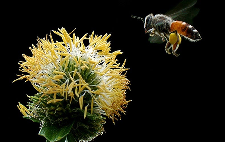 Widely Used Pesticide Is a Buzzkill for Honeybees - Scientific American