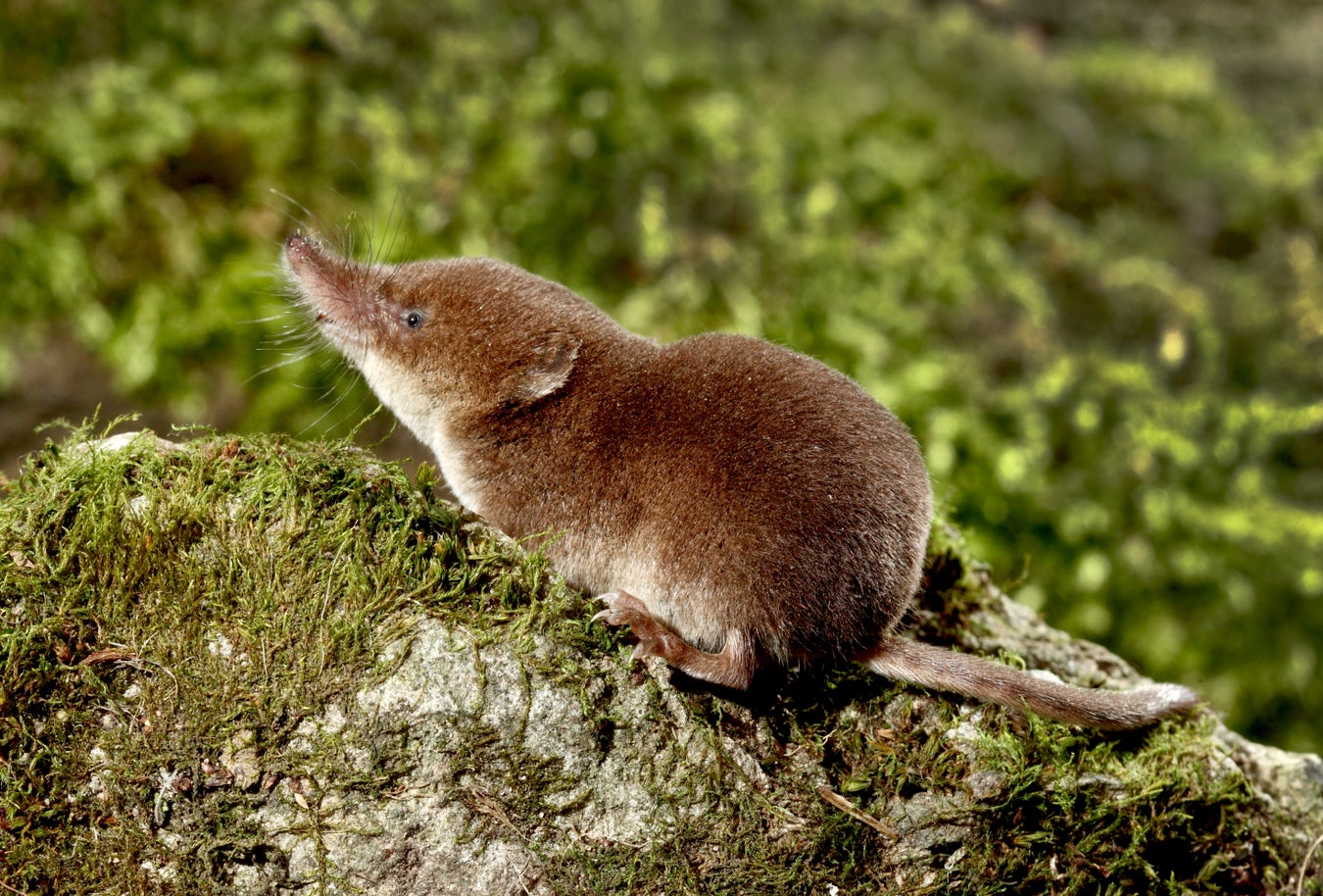 Small-Minded Strategy: The Common Shrew Shrinks Its Head to Survive ...