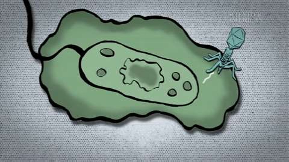 Going Viral to Stop Superbugs | Scientific American