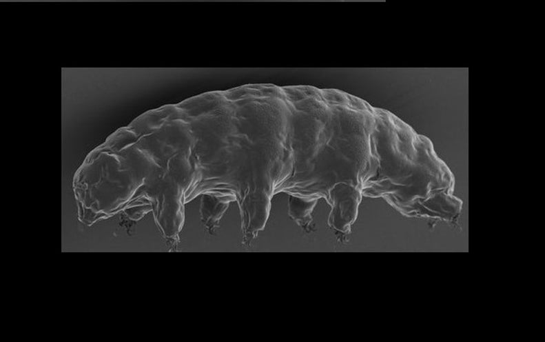 Water Bears' Super Survival Skills Give Up Secrets - Scientific American