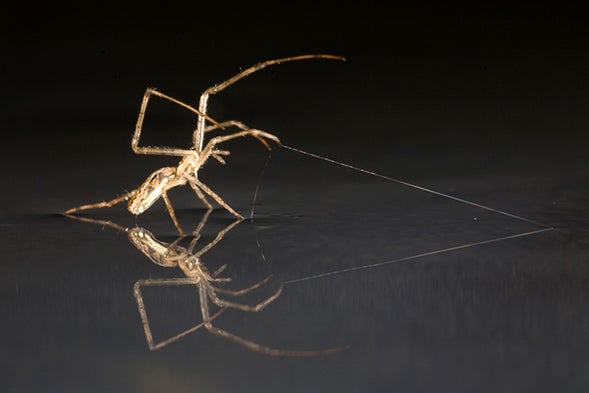 Airborne Spiders Can Sail on Seas - Scientific American