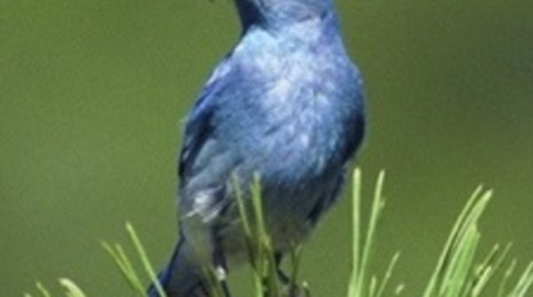 Will Satellites and Supercomputers Improve Bird Watching? - Scientific ...