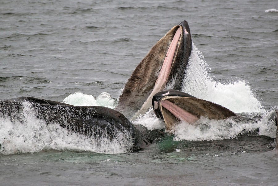 To See Where a Whale Has Been, Look in Its Mouth | Scientific American