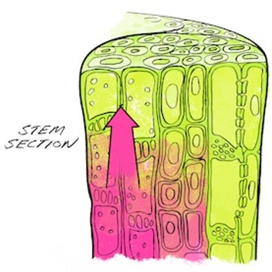 Staining Science: Capillary Action of Dyed Water in Plants - Scientific ...