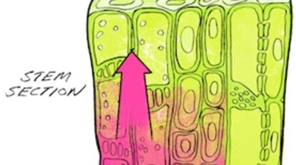 Staining Science: Capillary Action of Dyed Water in Plants - Scientific ...