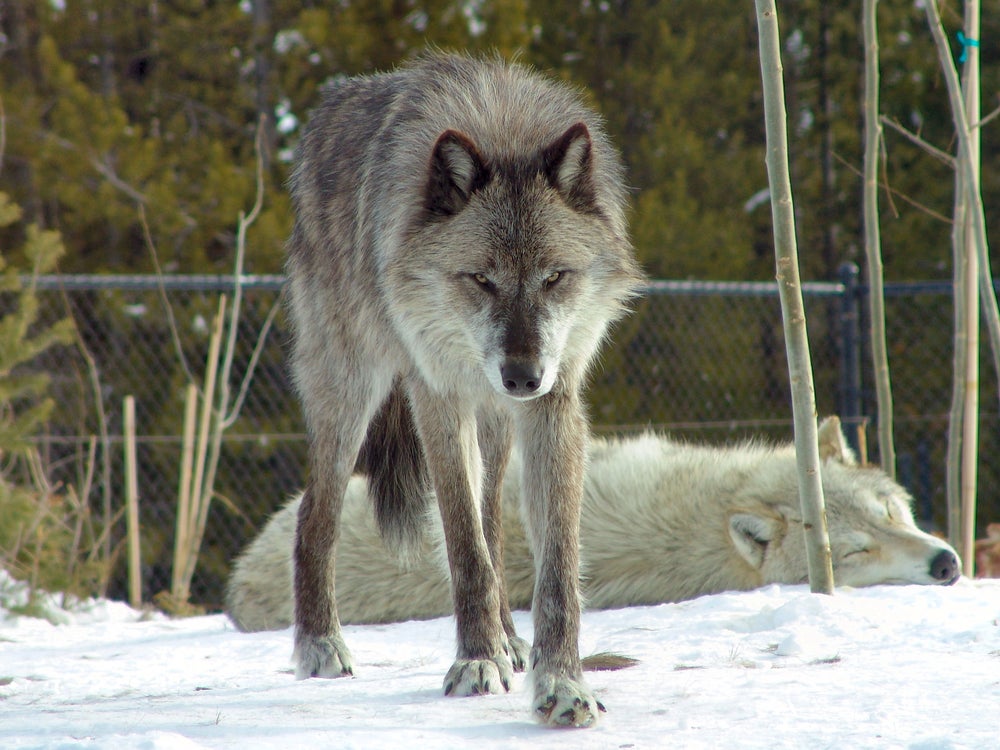 Washington State Begins Killing Wolves for Preying on Livestock ...