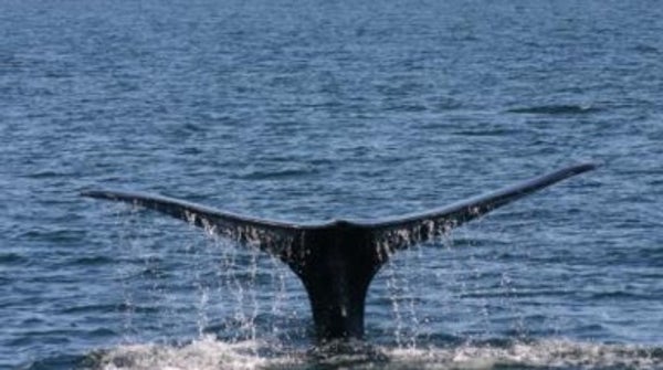 Right Whales Seem to Think before They Speak - Scientific American