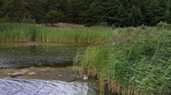 Smoking Weeds: Stopping Fast-Spreading, Invasive Reeds without ...