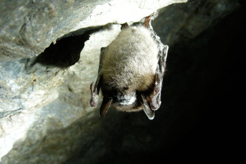 DNA May Hold Clues to Halt Westward Spread of Bat Mystery Disease ...