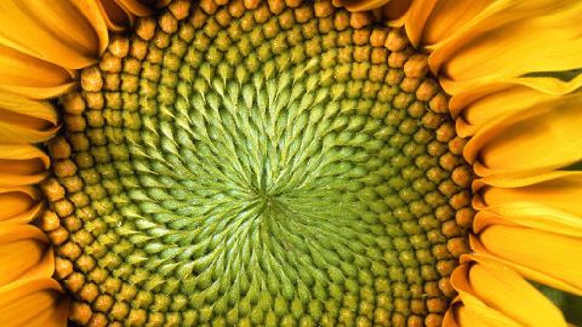 The Mind-Blowing Mathematics of Sunflowers | Scientific American