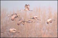 A Great Echelon of Birds - Scientific American