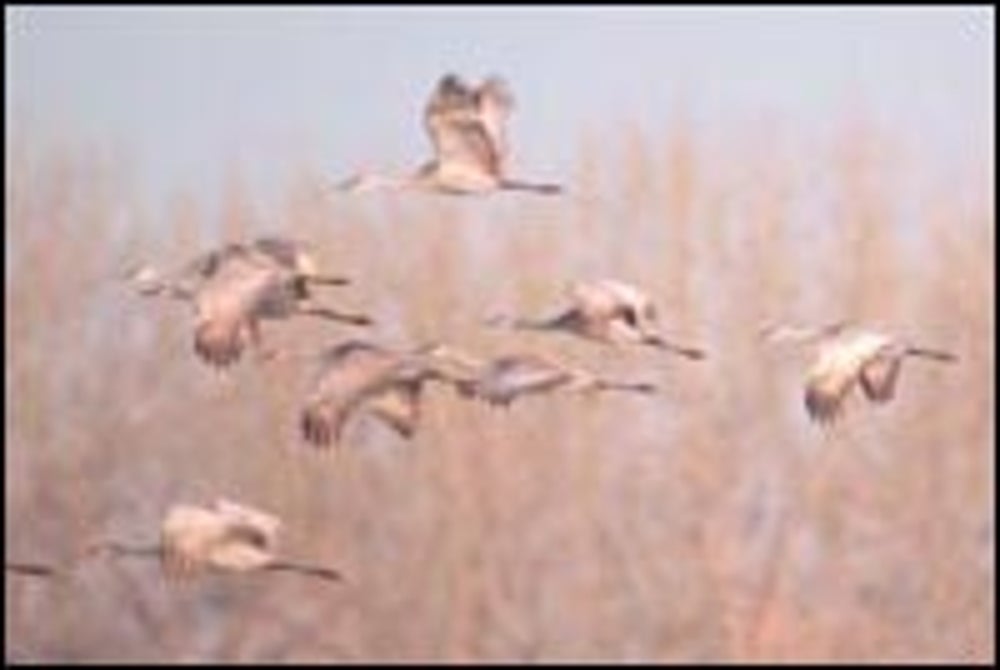 A Great Echelon of Birds | Scientific American