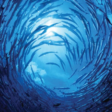 What the Fish Saw: How Swimming Fish Maintain Orderly Schools ...