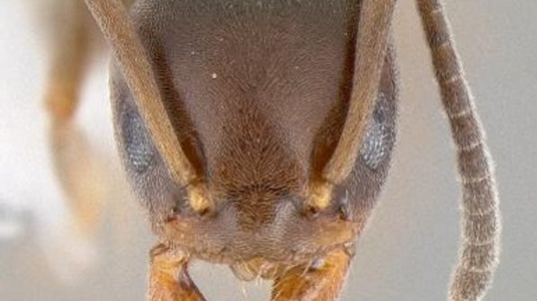 What Gives the Coconut Ant Its Stink - Scientific American