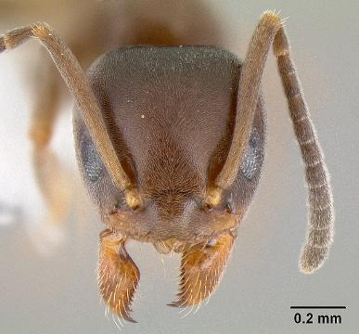 What Gives the Coconut Ant Its Stink | Scientific American