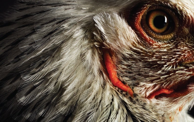 The Startling Intelligence of the Common Chicken - Scientific American