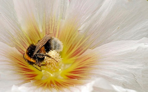 Bees Learn Soccer from Their Buddies - Scientific American